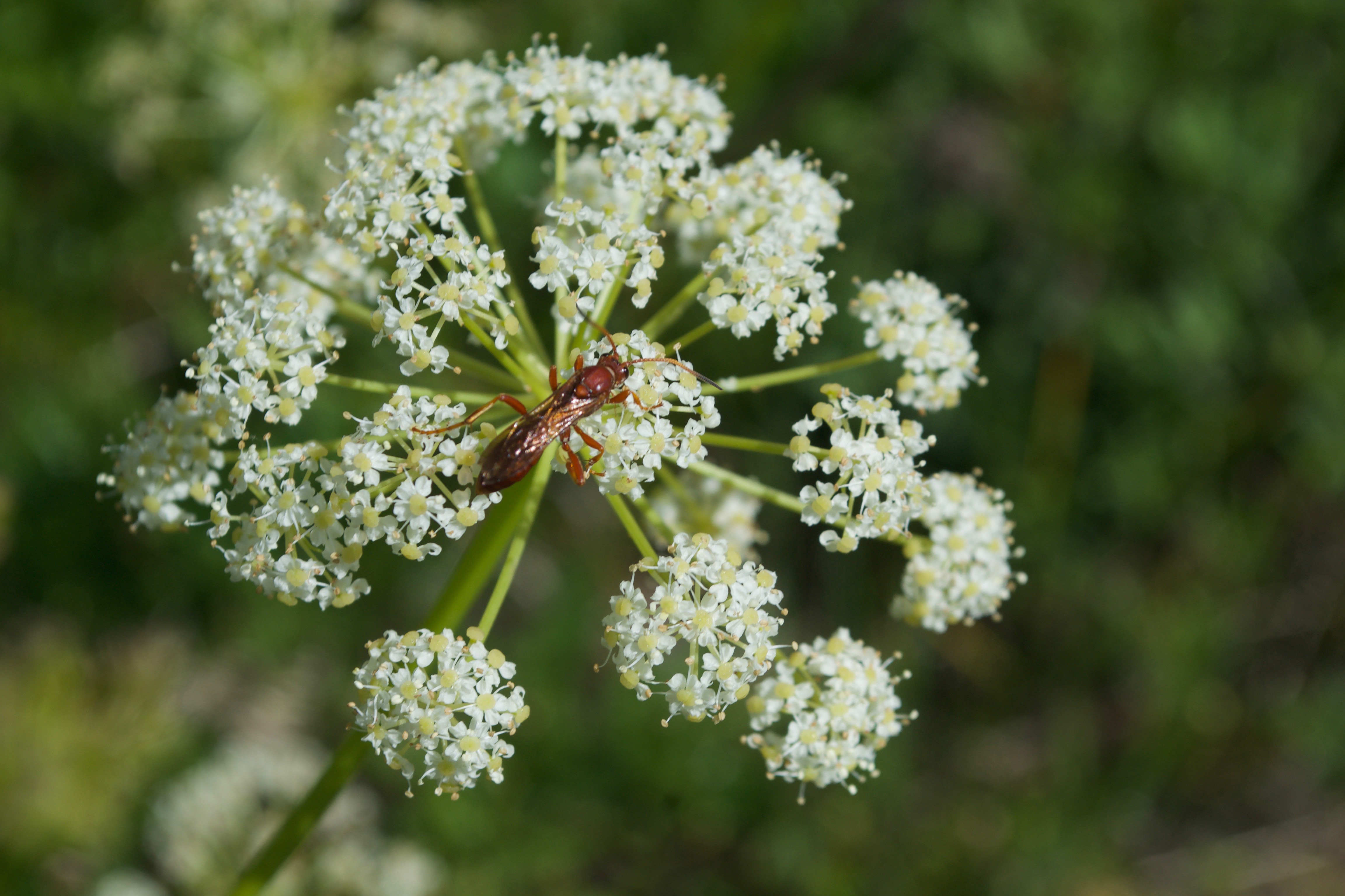 Current Projects – UCCS Plant Ecology